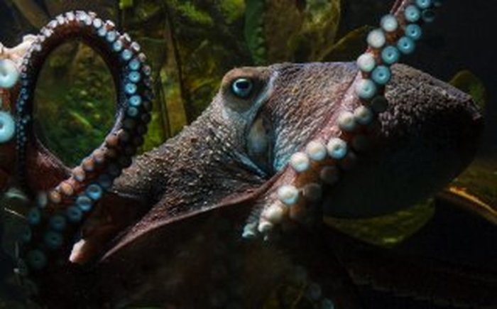 Inky Octopus Escape National Aquarium New Zealand | SkyportSystems